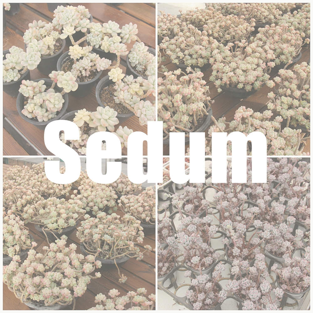 Sedum – TdrSucculent